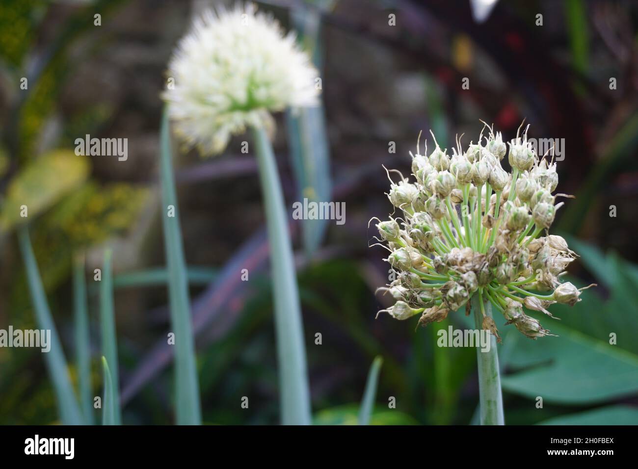 Spring onion flower with a natural background. Indonesian call it ...