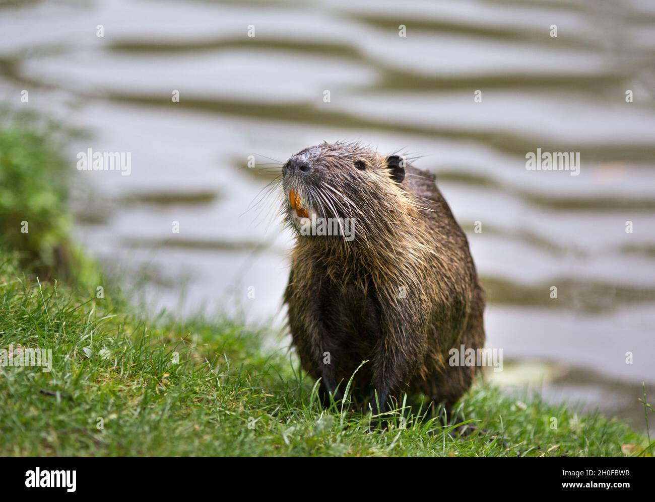 Cute nutria (Myocastor coypus) standing on grass beside river Stock ...