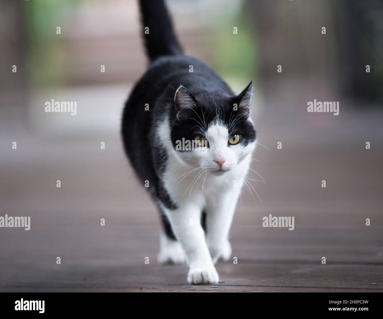 Curious black and white domestic cat walking and staring at camera ...