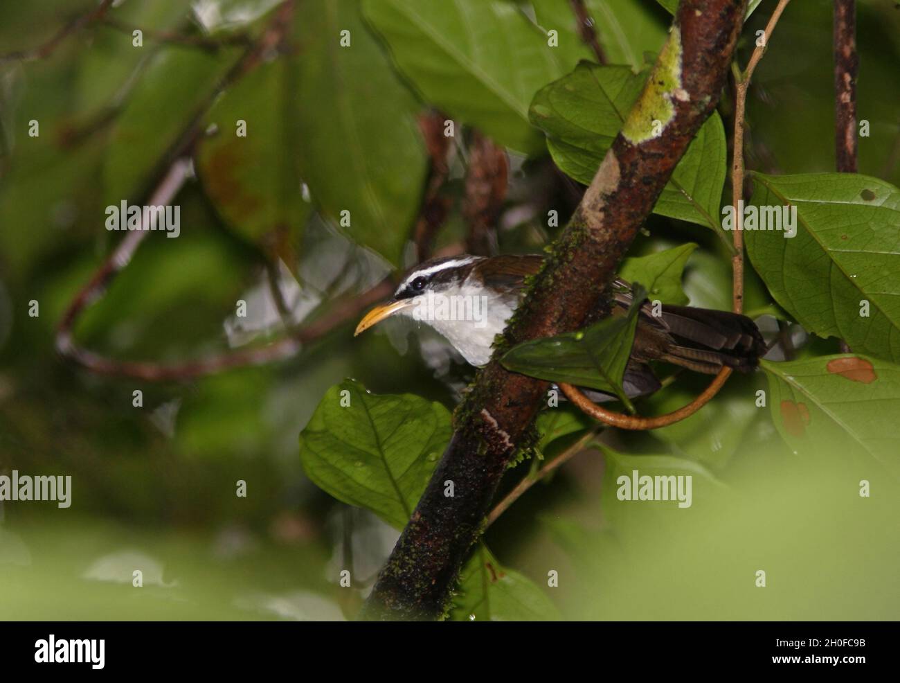 Sri Lanka Scimitar-babbler (Pomatorhinus melanurus) adult perched in ...