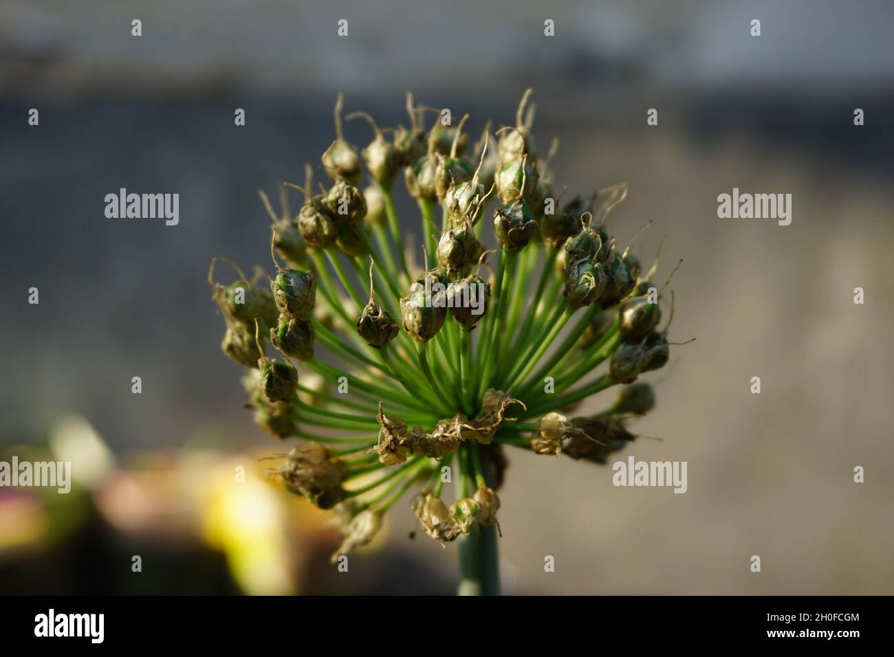 Persian leek hi-res stock photography and images - Alamy