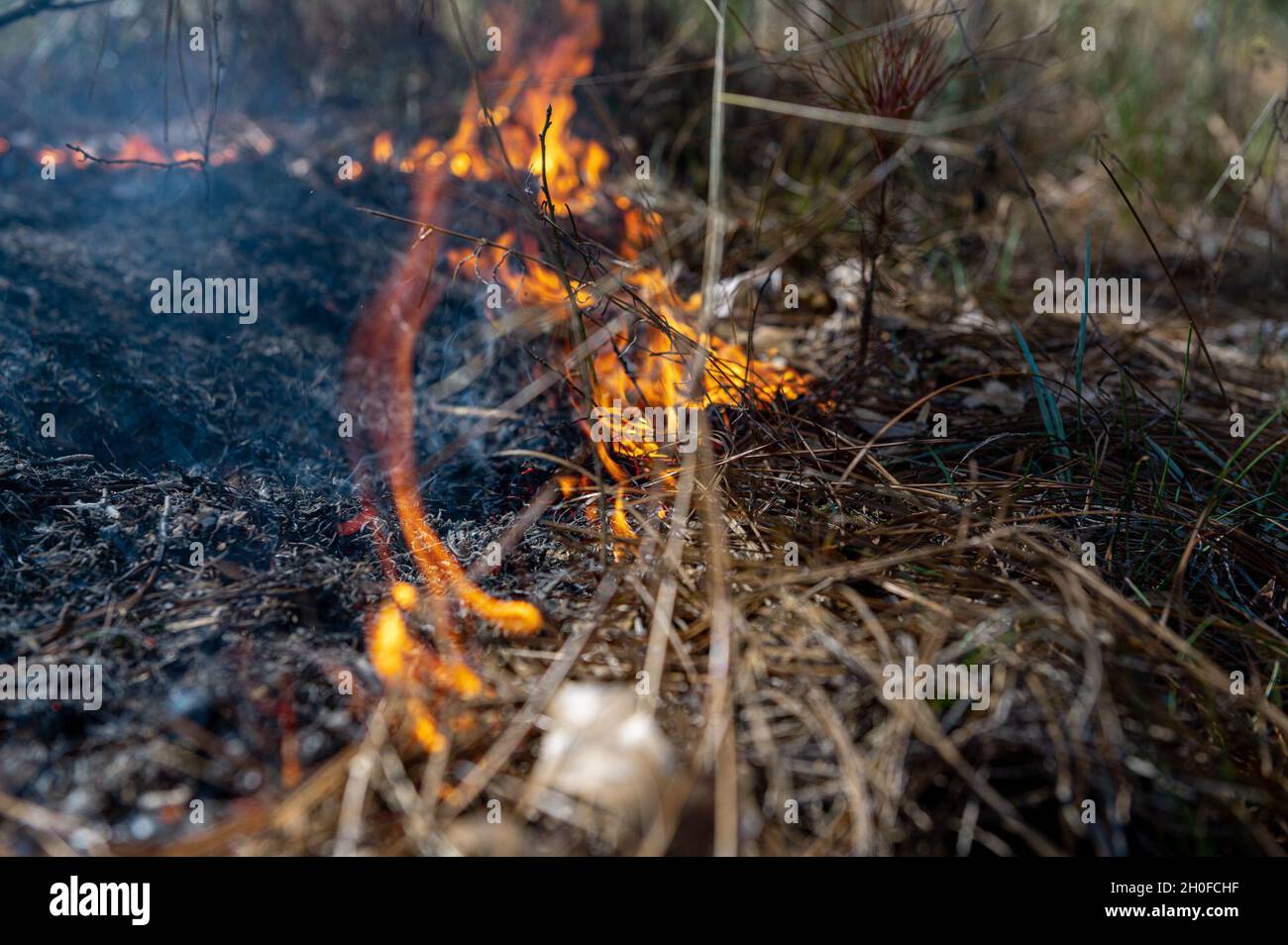 A controlled fire burns across the Poinsett Electric Combat Range in ...