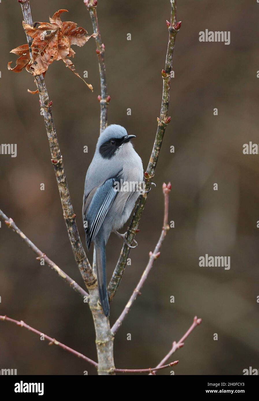 Beautiful sibia heterophasia pulchella adult hi-res stock photography ...
