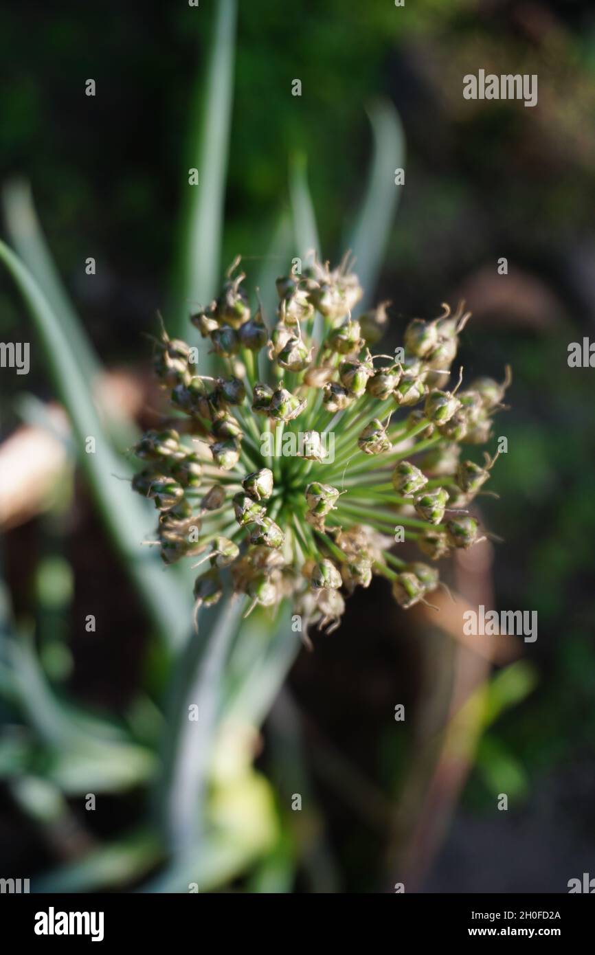 Spring onion flower with a natural background. Indonesian call it ...