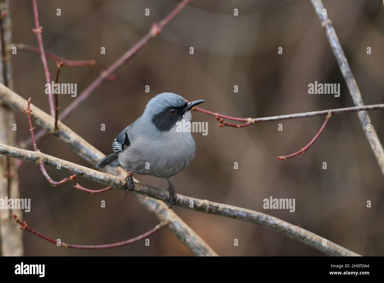 Beautiful sibia heterophasia pulchella nigroauritus hi-res stock ...