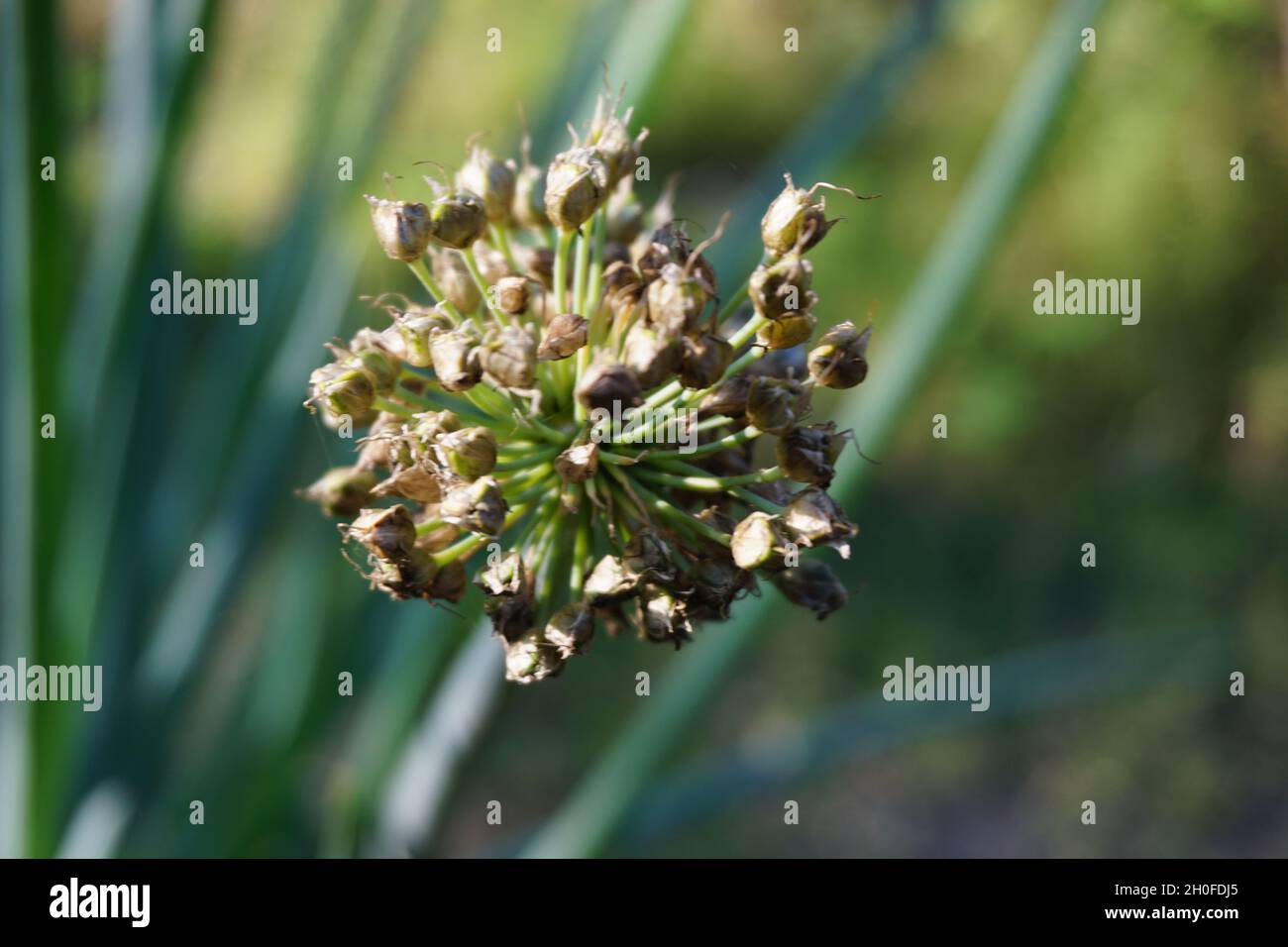 Spring onion flower with a natural background. Indonesian call it ...