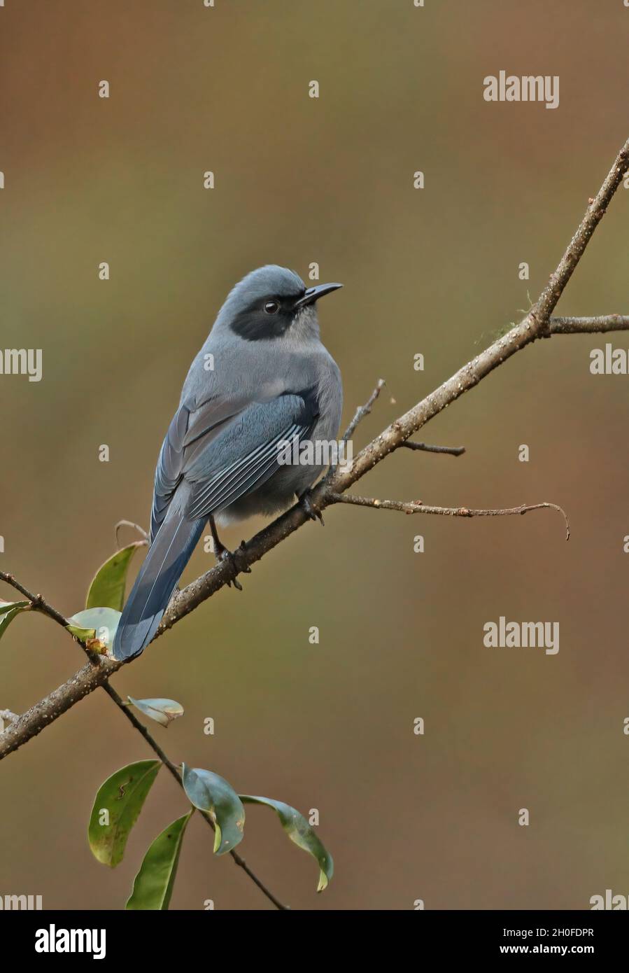 Beautiful Sibia (Heterophasia pulchella nigroauritus) adult perched on ...