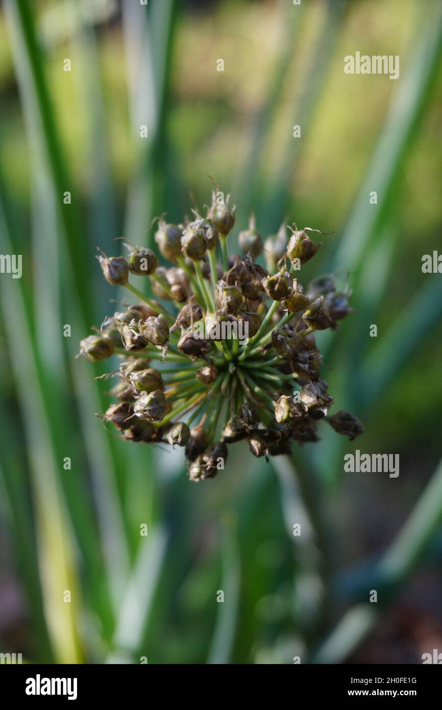 Spring onion flower with a natural background. Indonesian call it ...