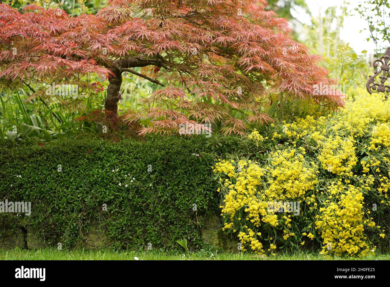 Small maple tree hi-res stock photography and images - Alamy