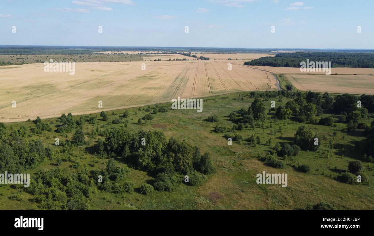 Small grove of trees in a field hi-res stock photography and images - Alamy