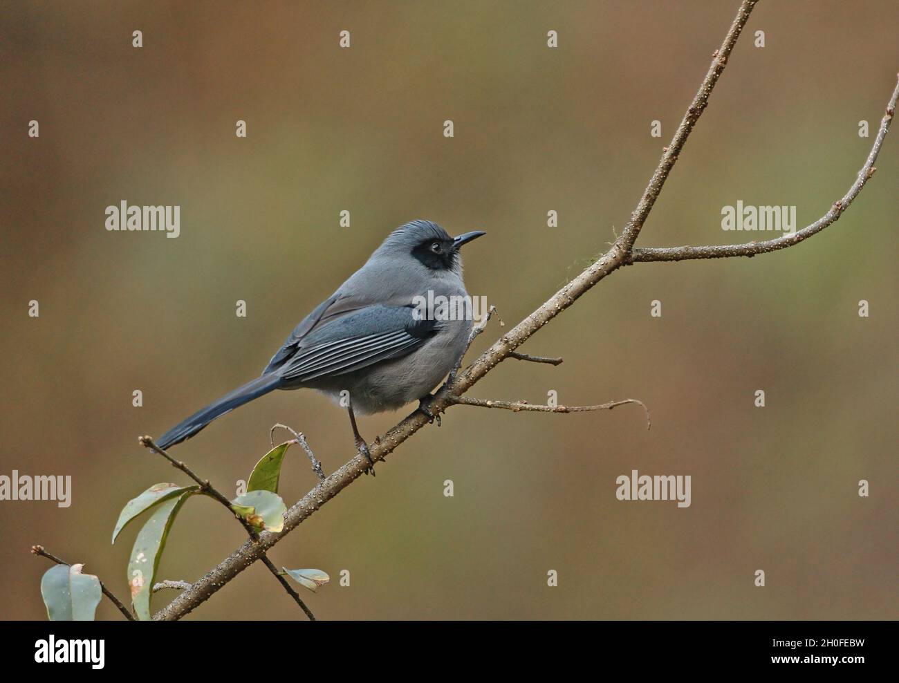 Rainforest of india hi-res stock photography and images - Alamy