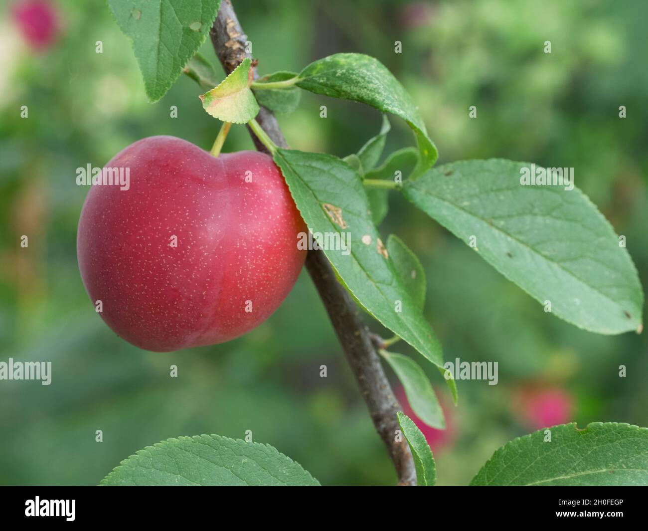 Plum berry hi-res stock photography and images - Alamy