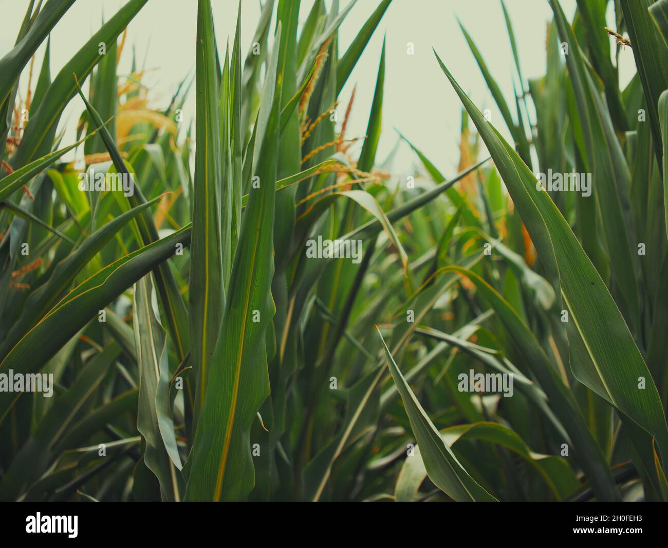 Corn leaves hi-res stock photography and images - Alamy