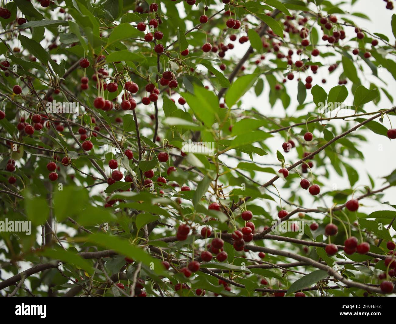 Lots of ripe cherries on the branches of the tree. Branches of a cherry ...