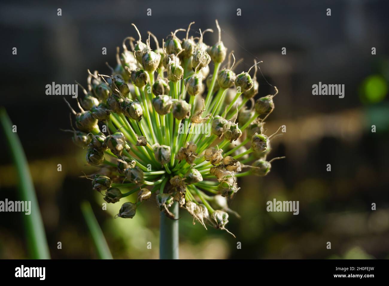 Spring onion flower with a natural background. Indonesian call it ...