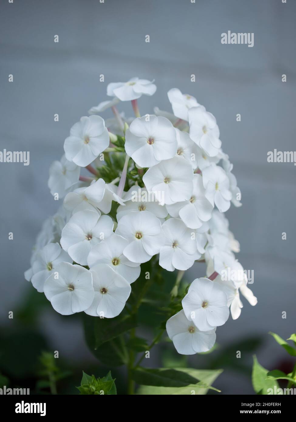 Inflorescence of white phlox flowers, close-up. Flowers with white ...