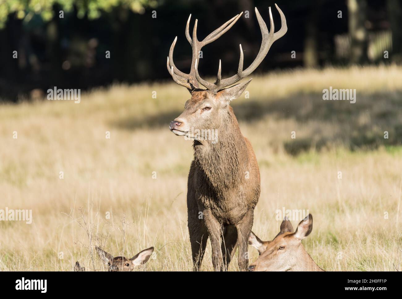 Red deer stag face looking hi-res stock photography and images - Alamy
