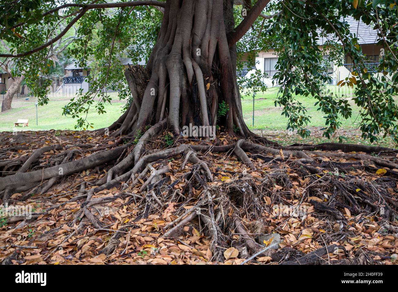Exposed tree root system hi-res stock photography and images - Alamy