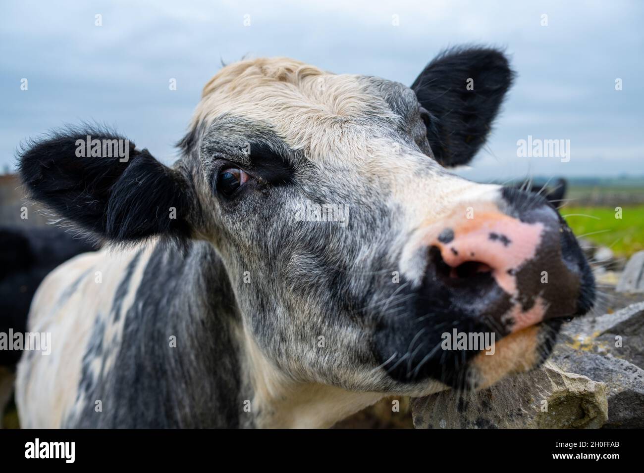 cute closeup of cows face Stock Photo - Alamy