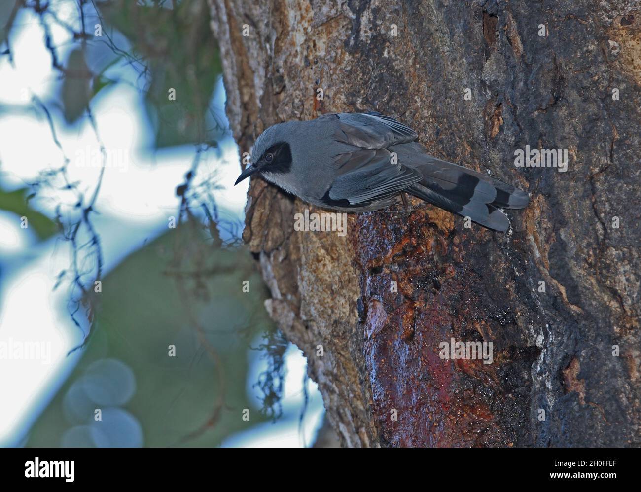 Beautiful Sibia (Heterophasia pulchella nigroauritus) adult on tree ...