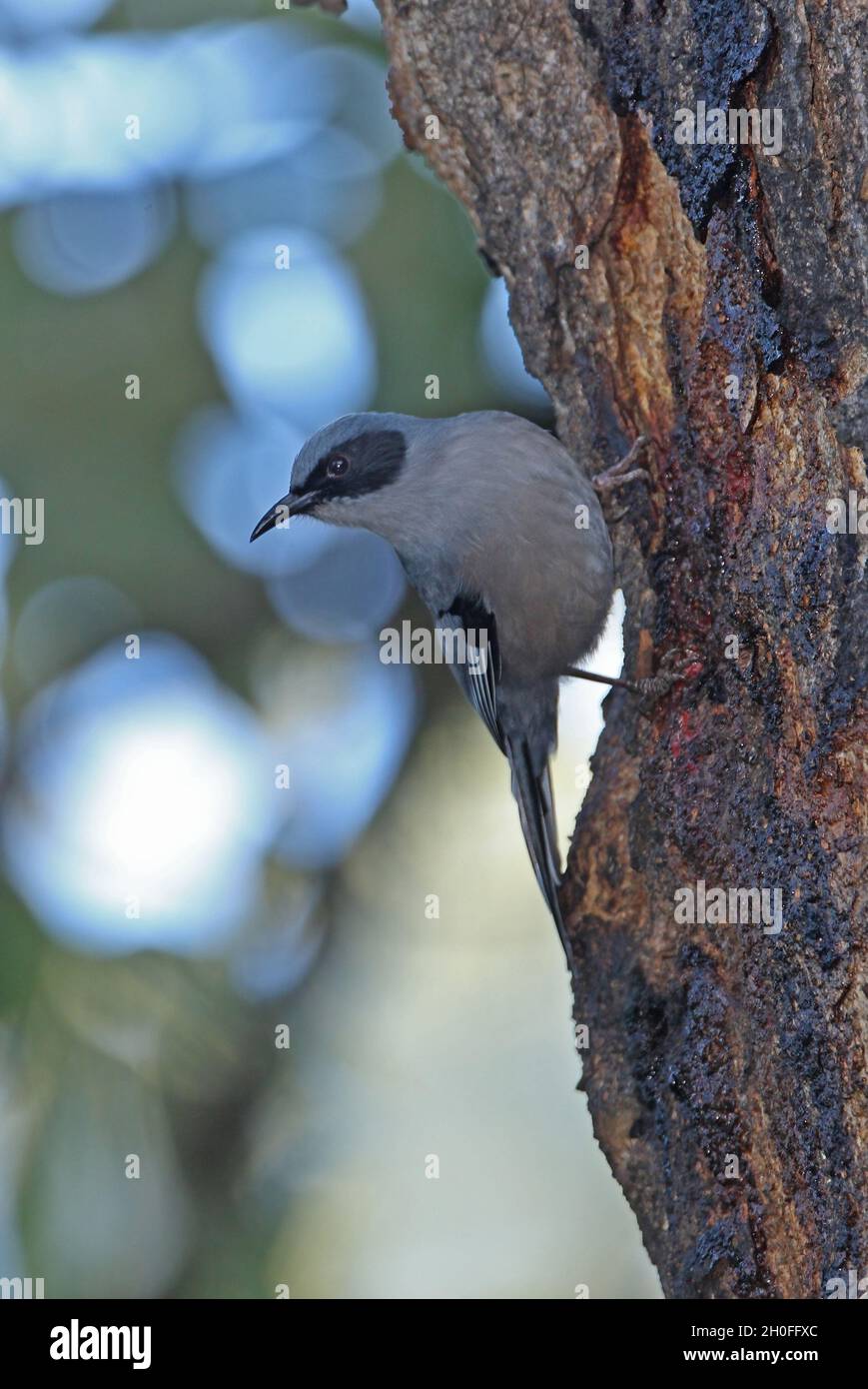 Beautiful sibia heterophasia pulchella nigroauritus hi-res stock ...