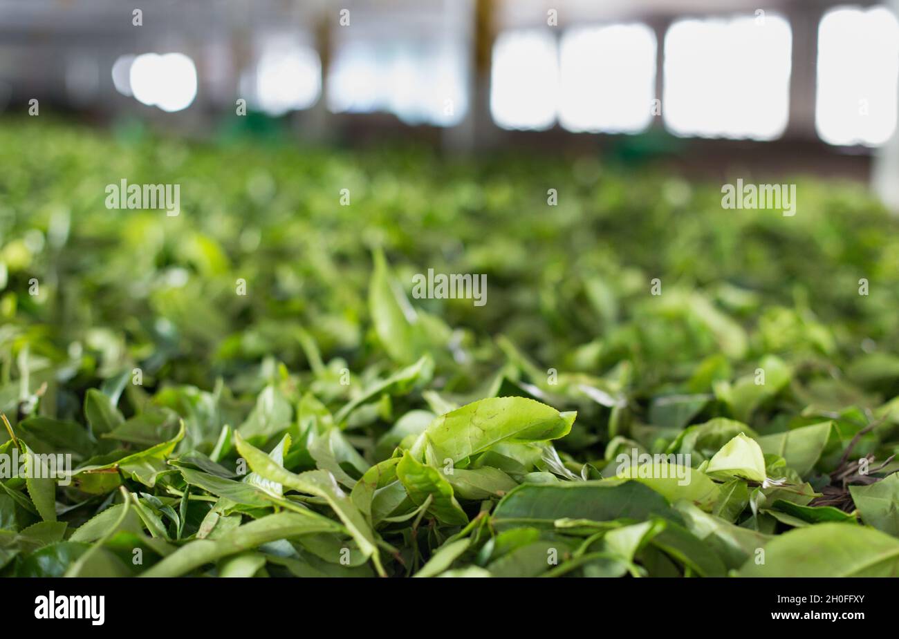 Conveyor belt tea factory hi-res stock photography and images - Alamy