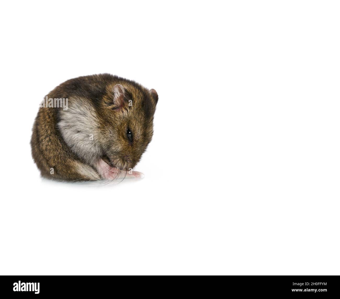 Sleepy dwarf hamster sitting isolated on the white background Stock ...