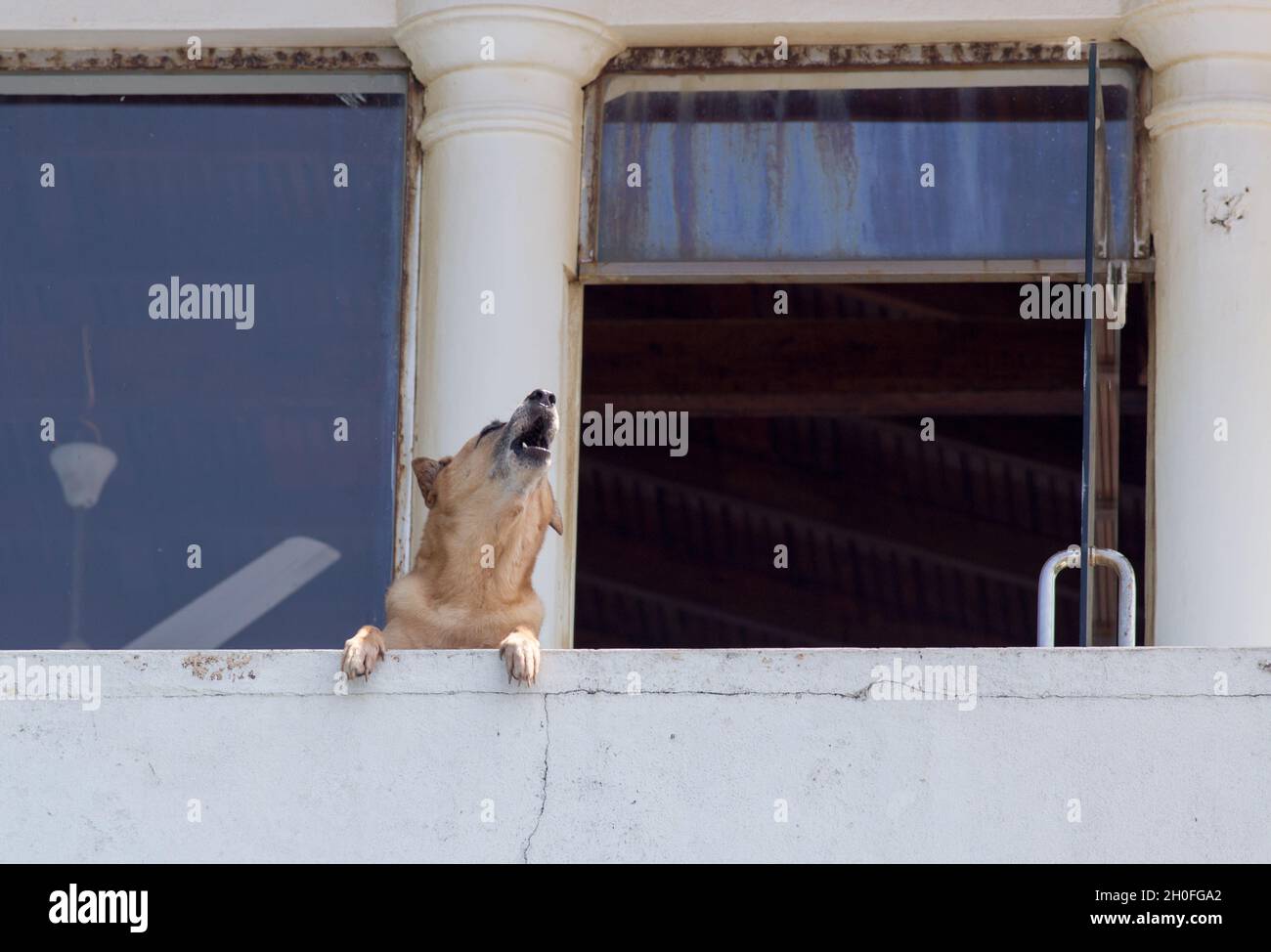 Cute dog howling on terrace of apartment Stock Photo - Alamy