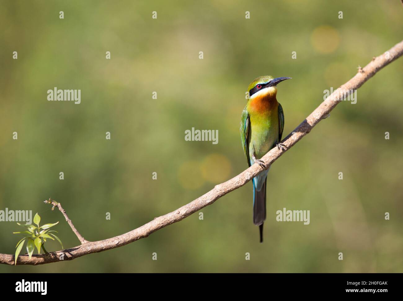 Blue-tailed bee-eater (Merops philippinus) bird from Sri Lanka standing on branch with green ...