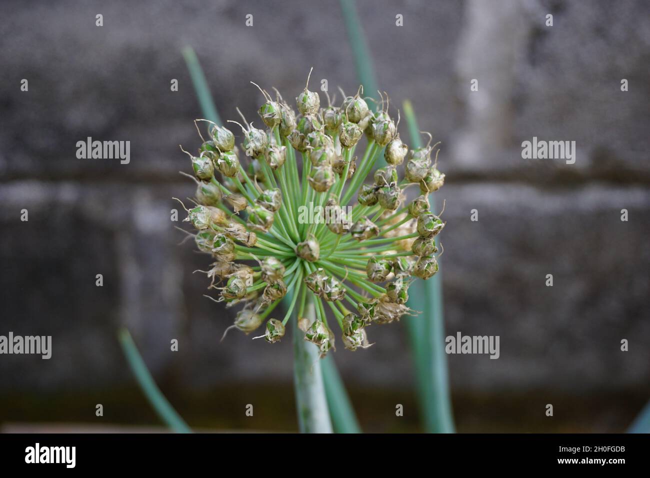 Spring onion flower with a natural background. Indonesian call it ...