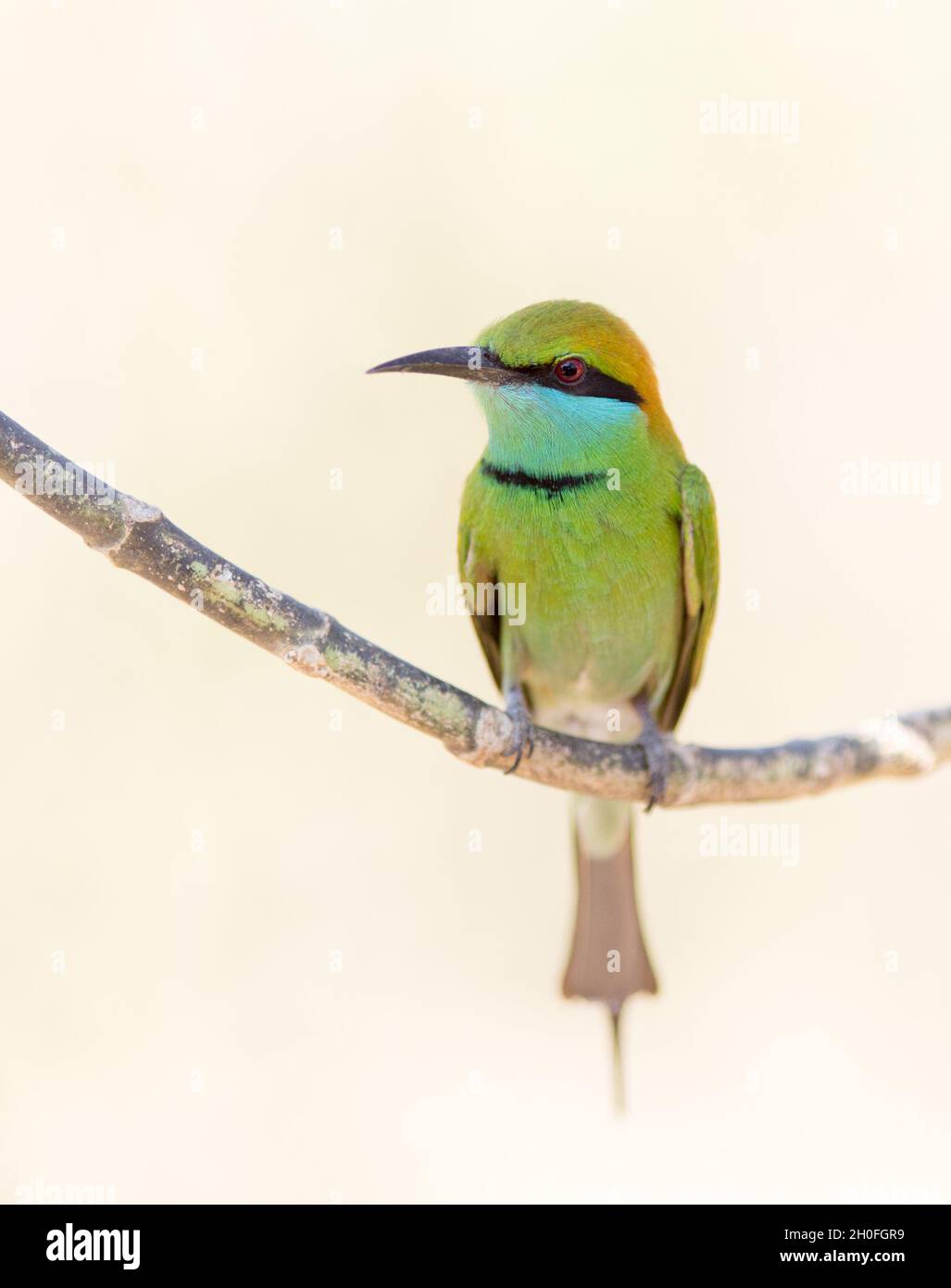 Blue-tailed bee-eater (Merops philippinus) bird from Sri Lanka standing ...