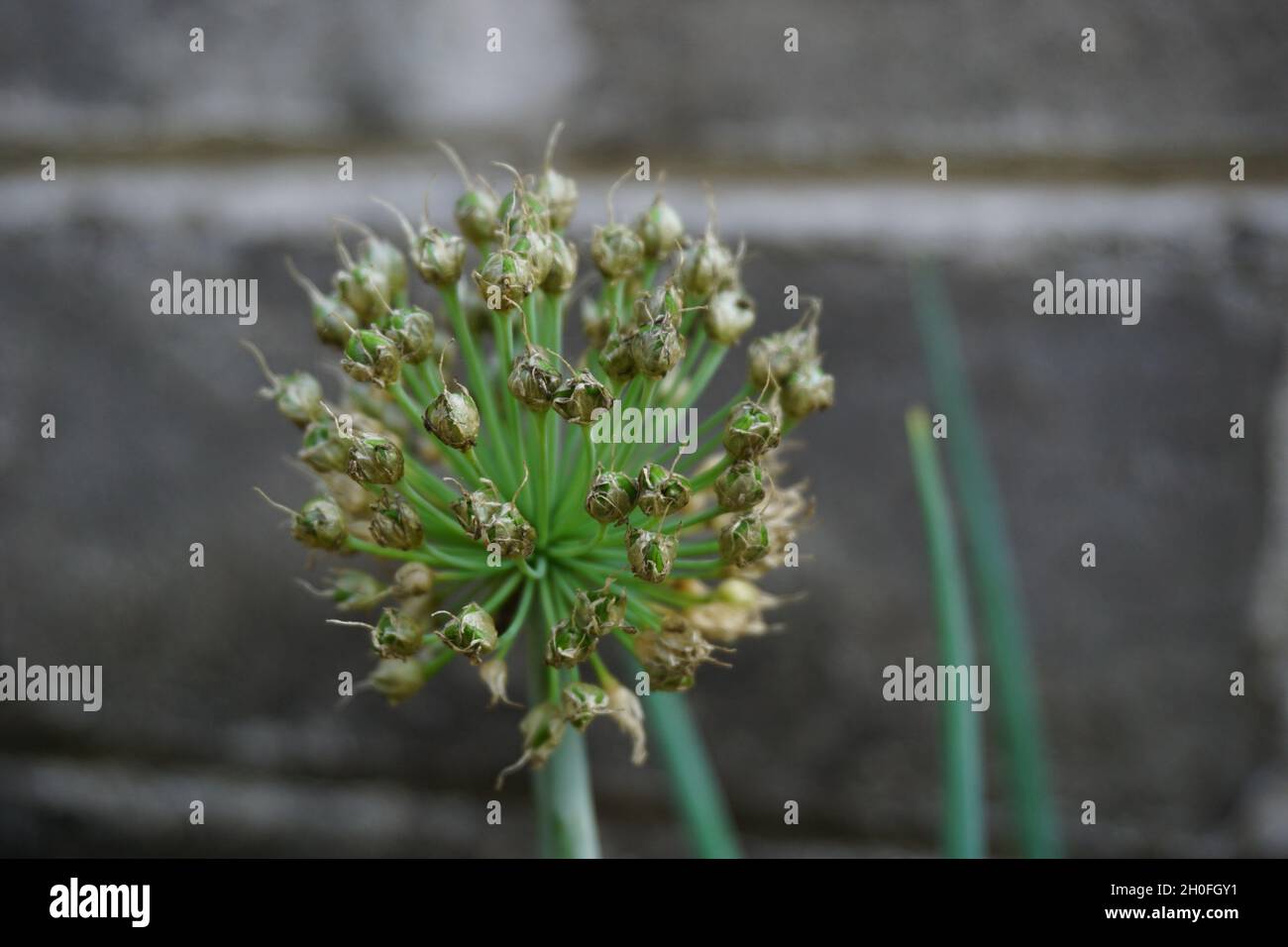 Spring onion flower with a natural background. Indonesian call it ...