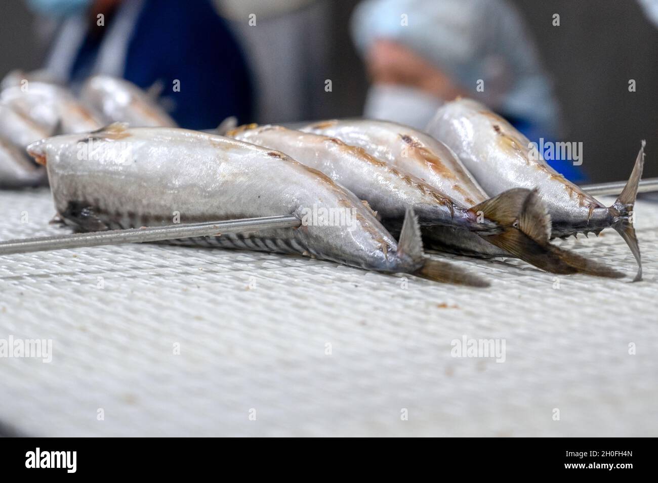 Mackerel carcasses strung on metal rods. Fish processing and smoking ...