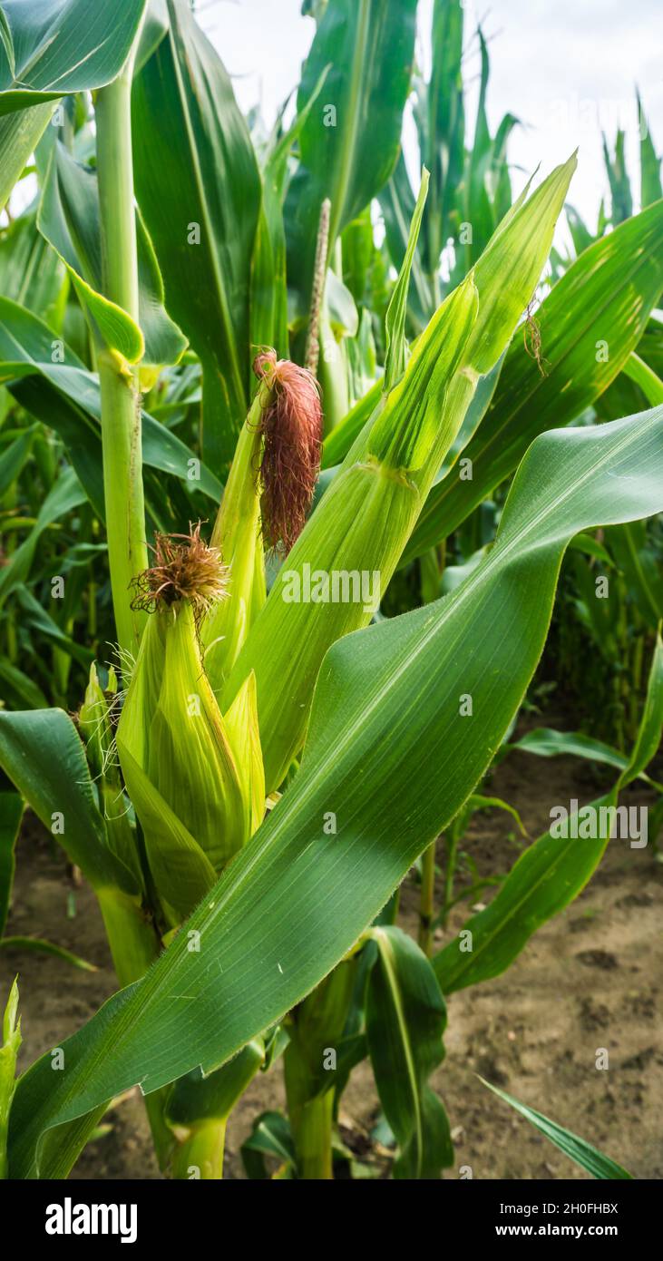 Corn production line hi-res stock photography and images - Alamy