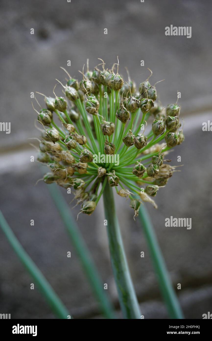 Spring onion flower with a natural background. Indonesian call it ...