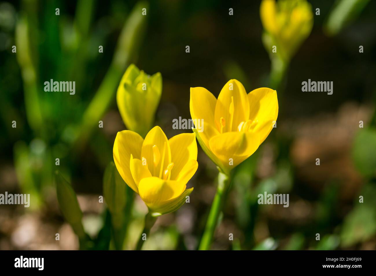 Autumn wild and garden flowers - yellow crocuses on a background of ...