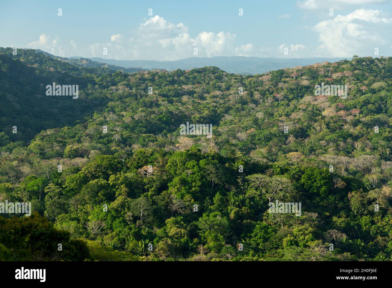 The tropical rainforest in Gamboa along the Panama Canal, Gatun lake ...