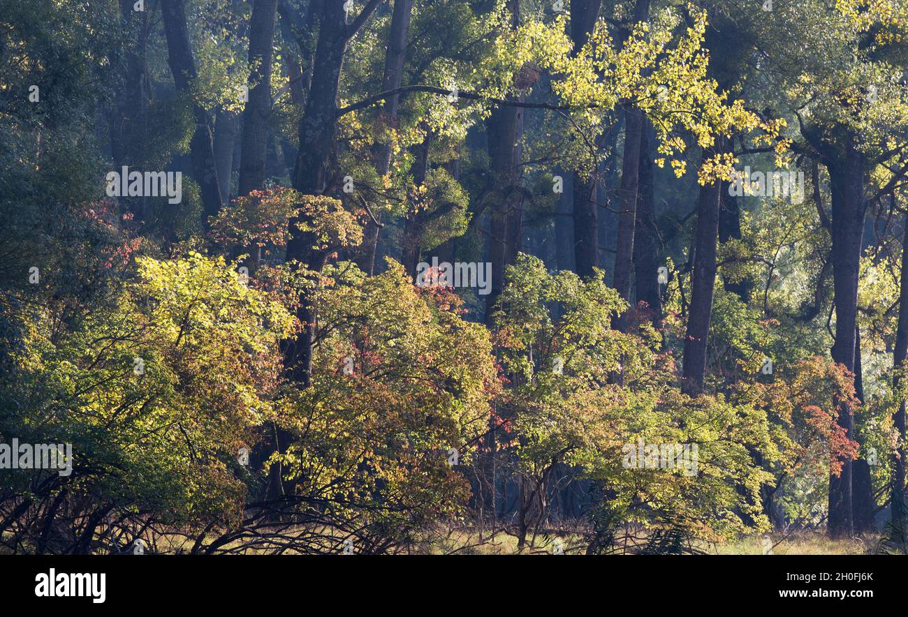 Forest landscape in late summer with old oak trees in morning light ...
