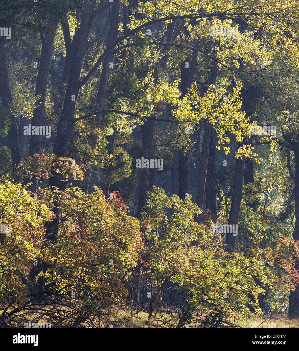 Forest landscape in late summer with old oak trees in morning light ...