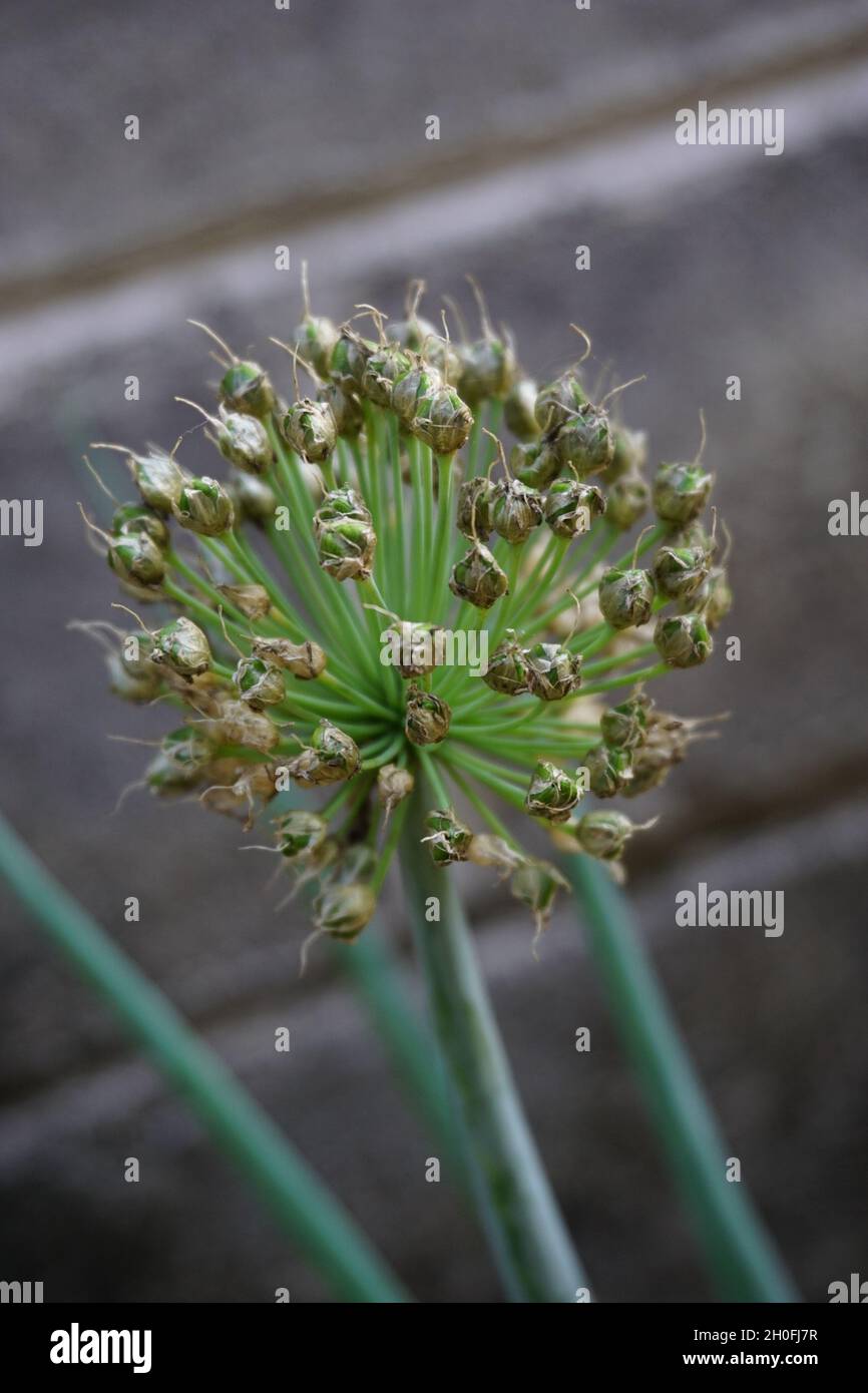 Bawang prei hi-res stock photography and images - Alamy