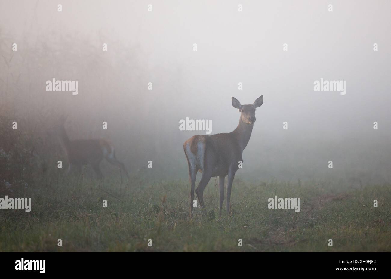 Hind (red deer female) standing in forest on foggy morning. Wildlife in ...