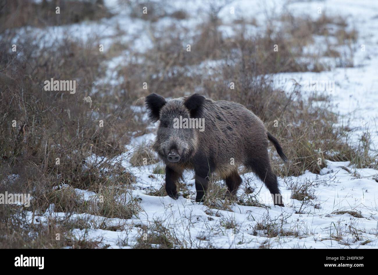 Wild boar (sus scrofa ferus) standing on snow in forest and looking at ...