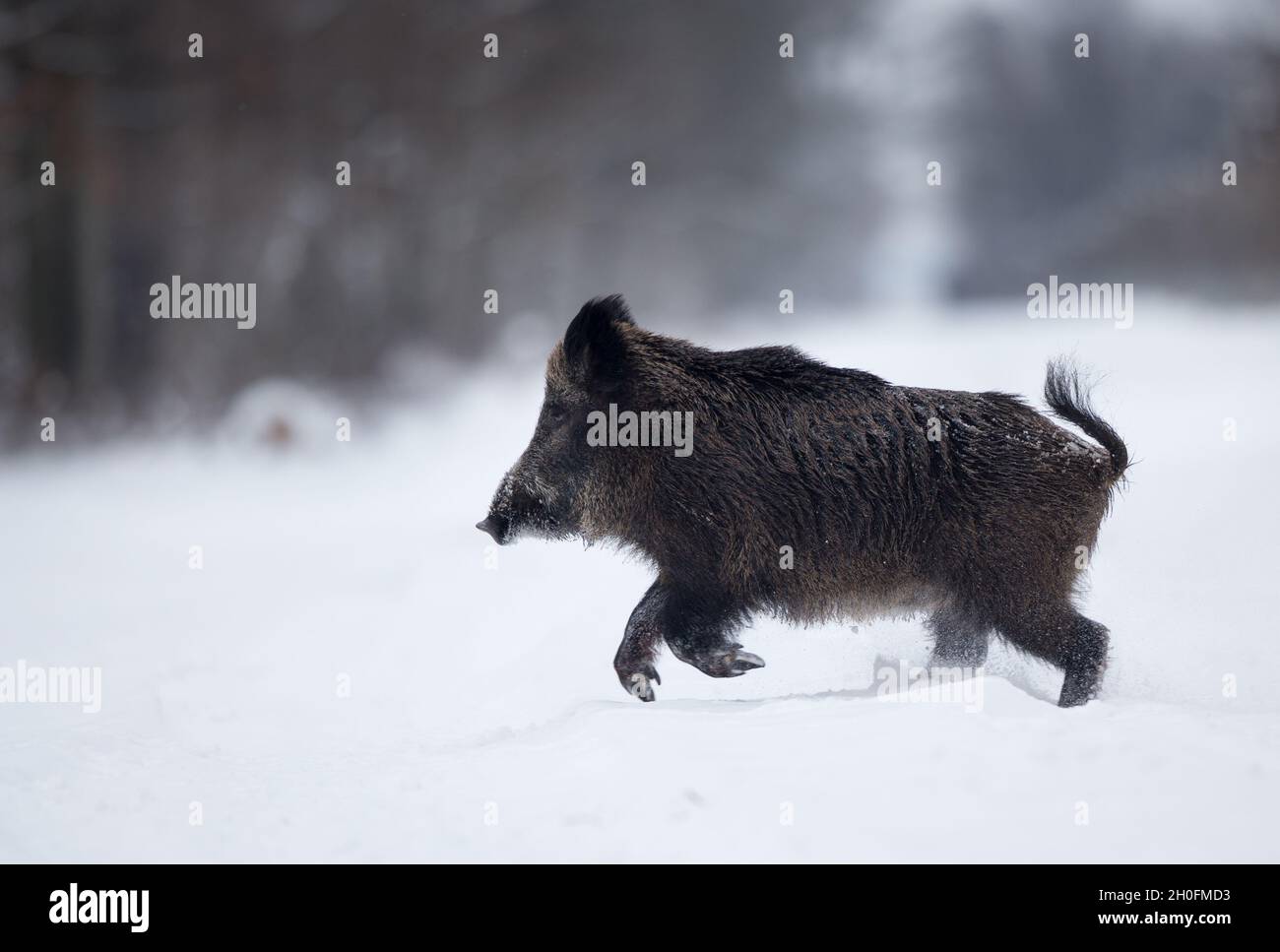 Wild boar running on snow in forest. Wildlife in natural habitat Stock ...