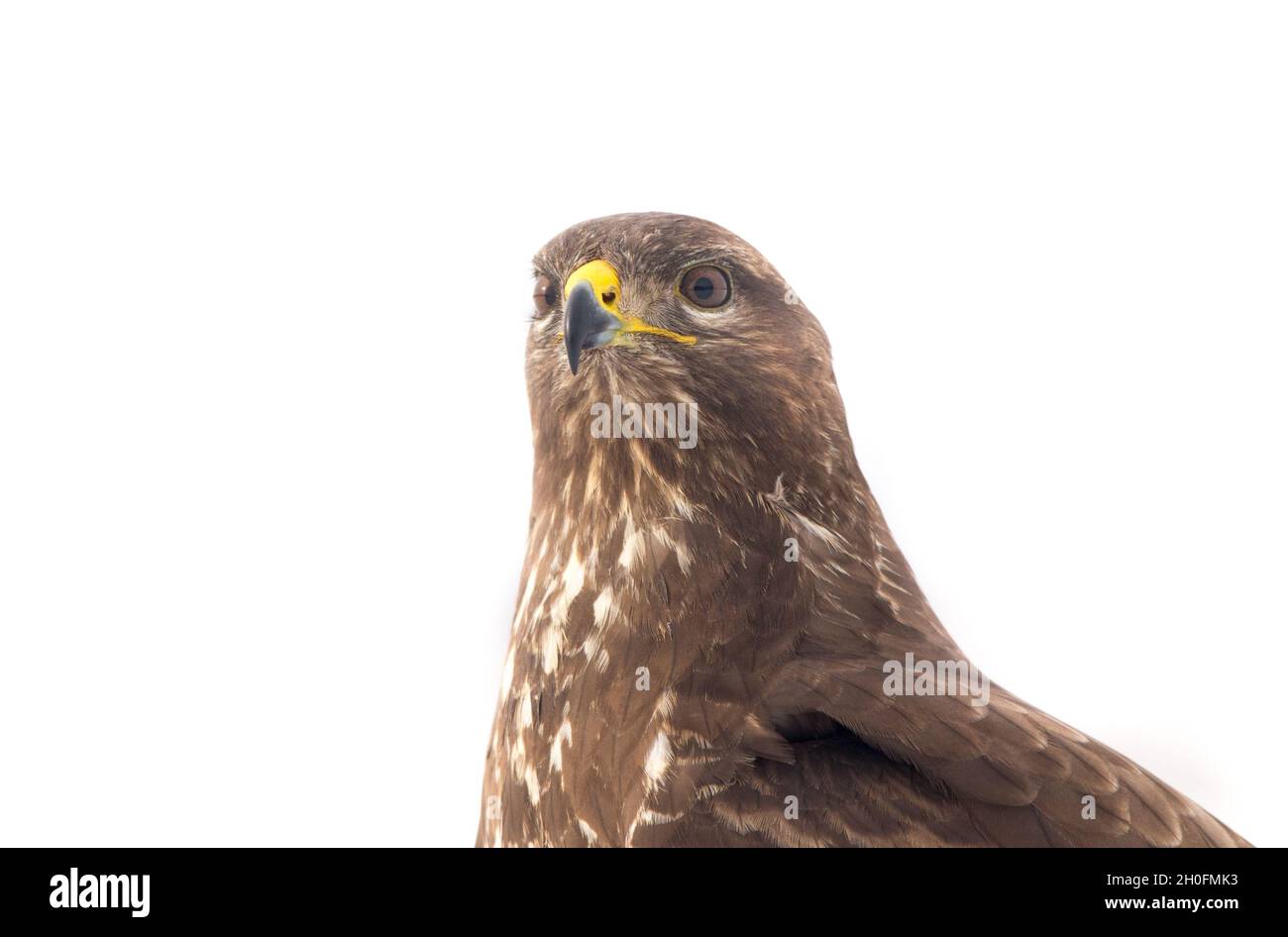 Portrait of buzzard isolated on white background Stock Photo - Alamy