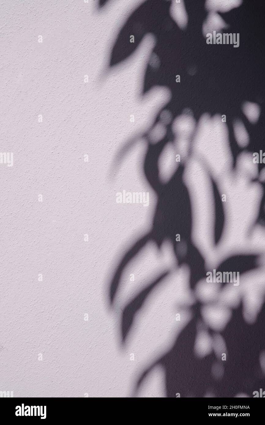 Violet toned leaves natural shadow bokeh overlay on white texture ...
