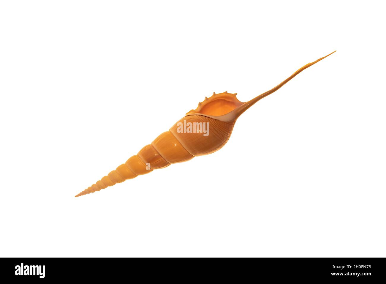 Long shell isolated on white background Stock Photo - Alamy