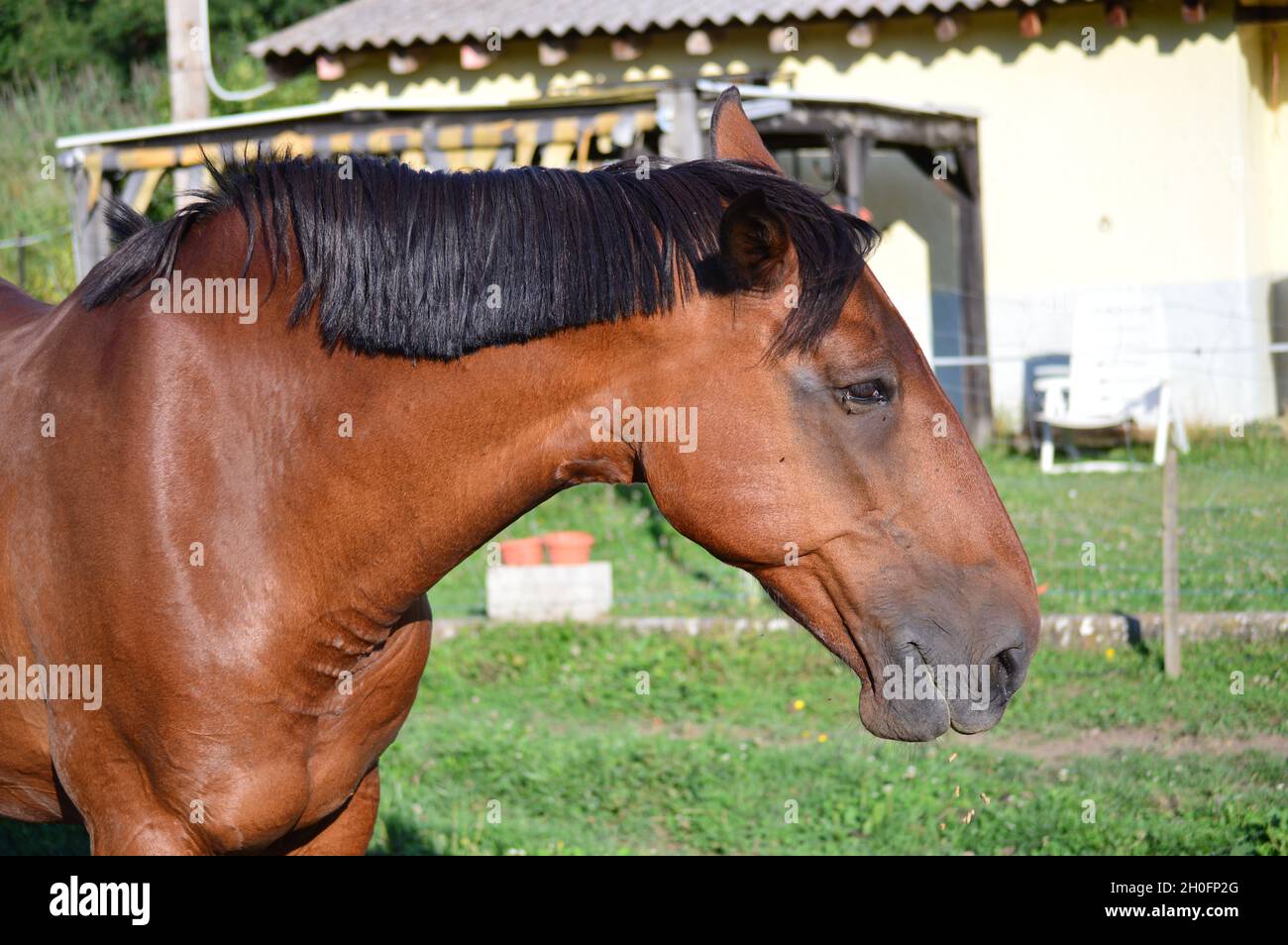 Horse with mane cut hi-res stock photography and images - Alamy