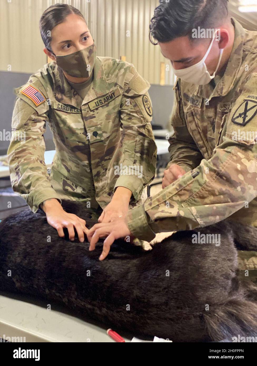 Spc. Ashleigh Cardwell from the Fort Polk Veterinary Treatment Facility ...