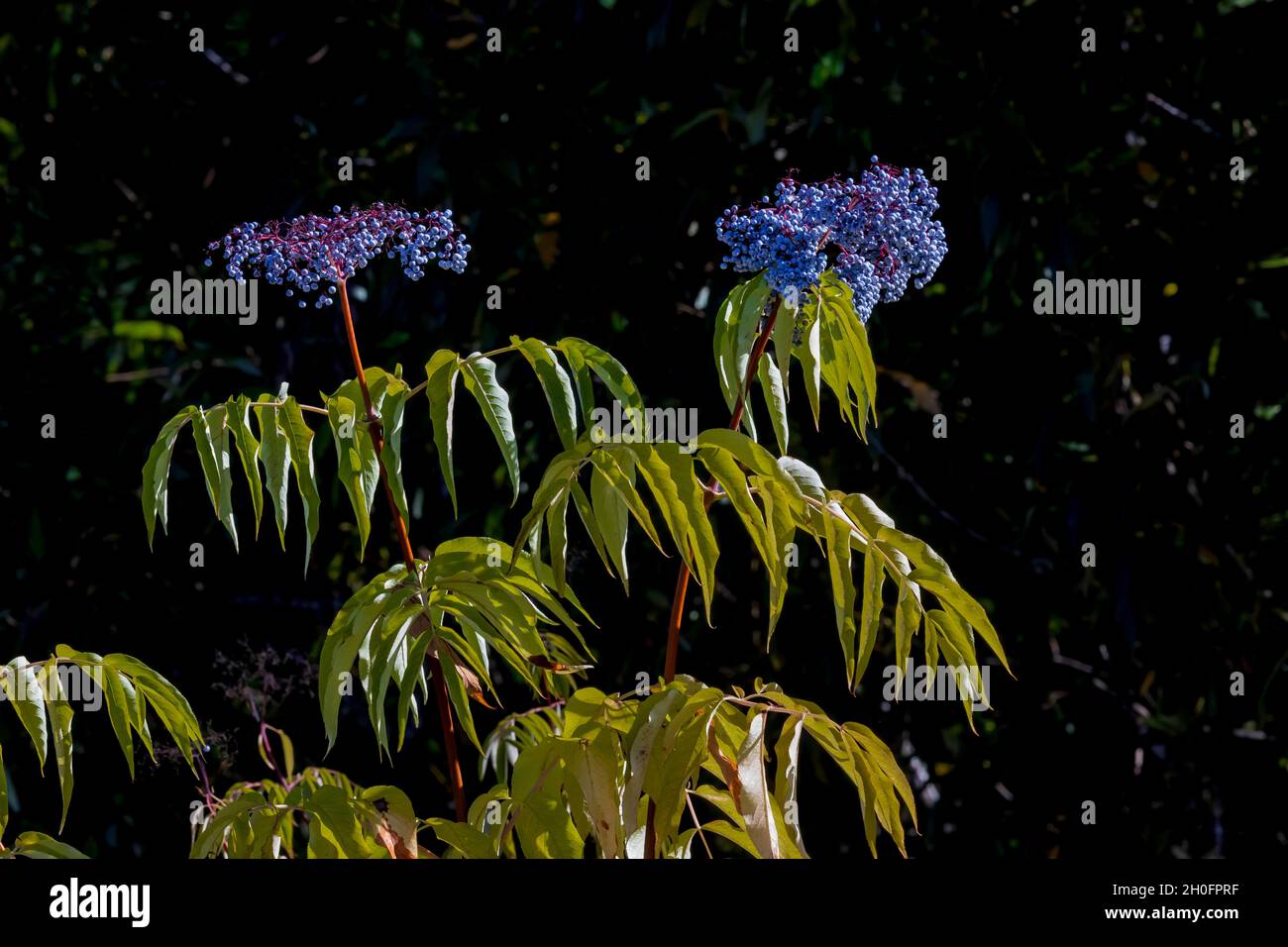 Blue Elderberry, Sambucus cerulea, with berries at Billy Frank Jr ...