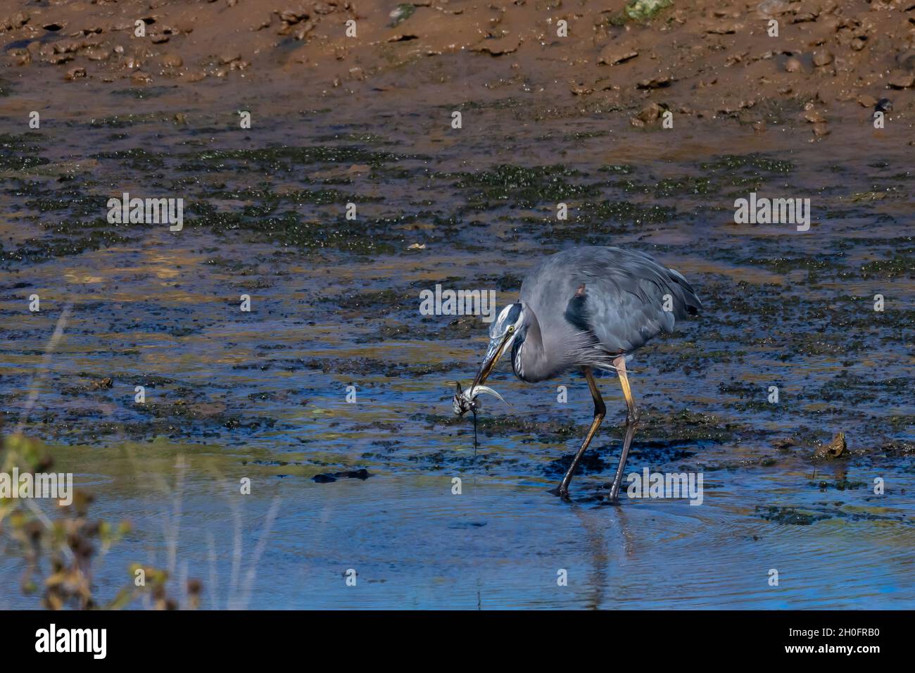 Great Blue Heron, Ardea herodiasm, feeding on a fish it caught in a low ...